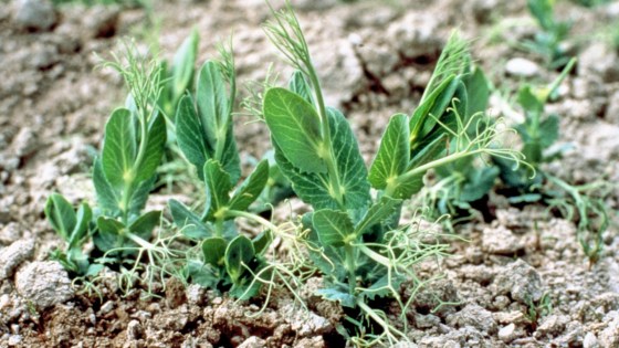 Leguminosen - BASF Agricultural Solutions Austria