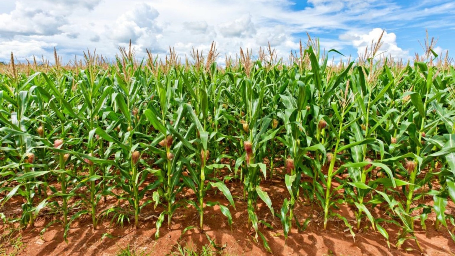 Mais - BASF Agricultural Solutions Austria Mais - BASF Agricultural Solutions Austria