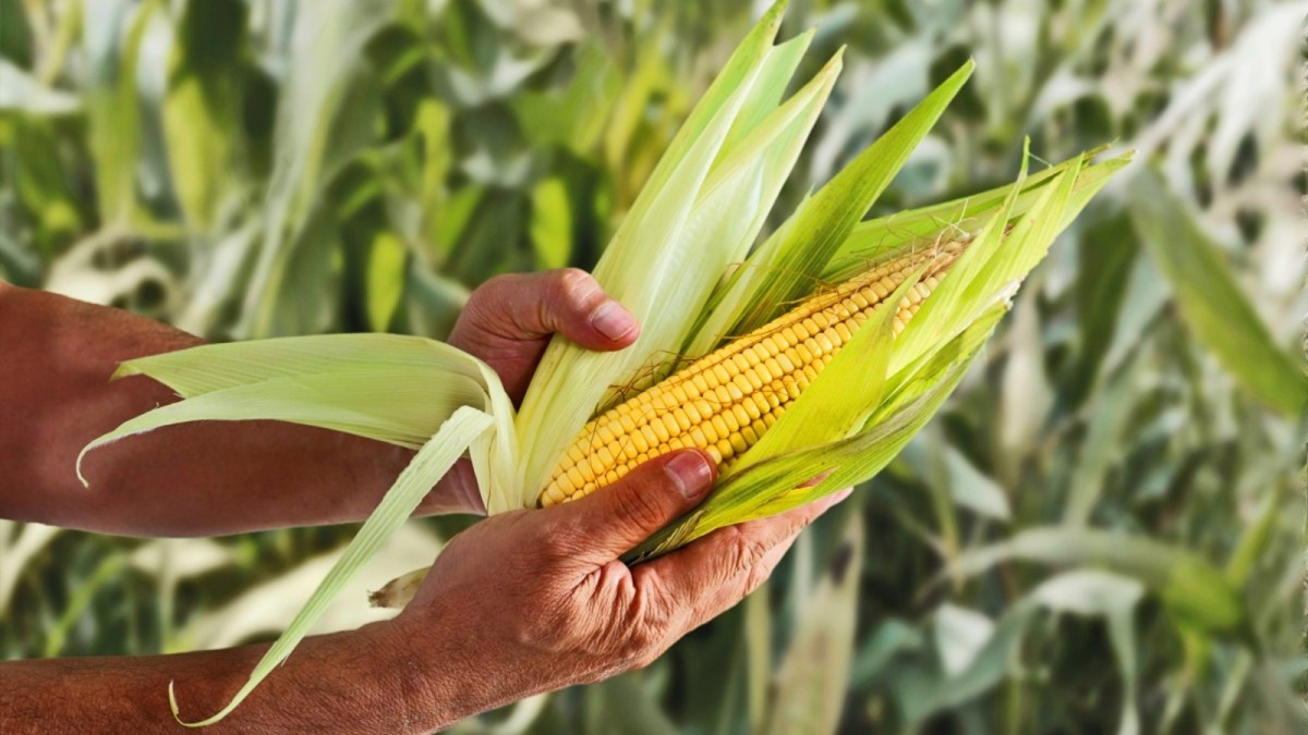 Mais - BASF Agricultural Solutions Österreich Mais - BASF Agricultural Solutions Österreich