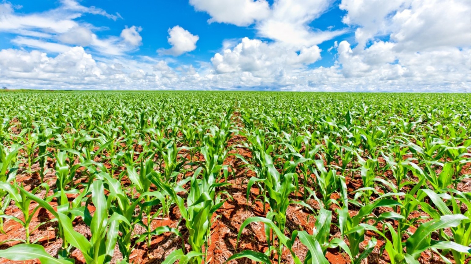 Mais - BASF Agricultural Solutions Austria Mais - BASF Agricultural Solutions Austria