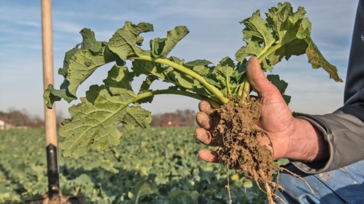 Raps - BASF Agricultural Solutions Austria