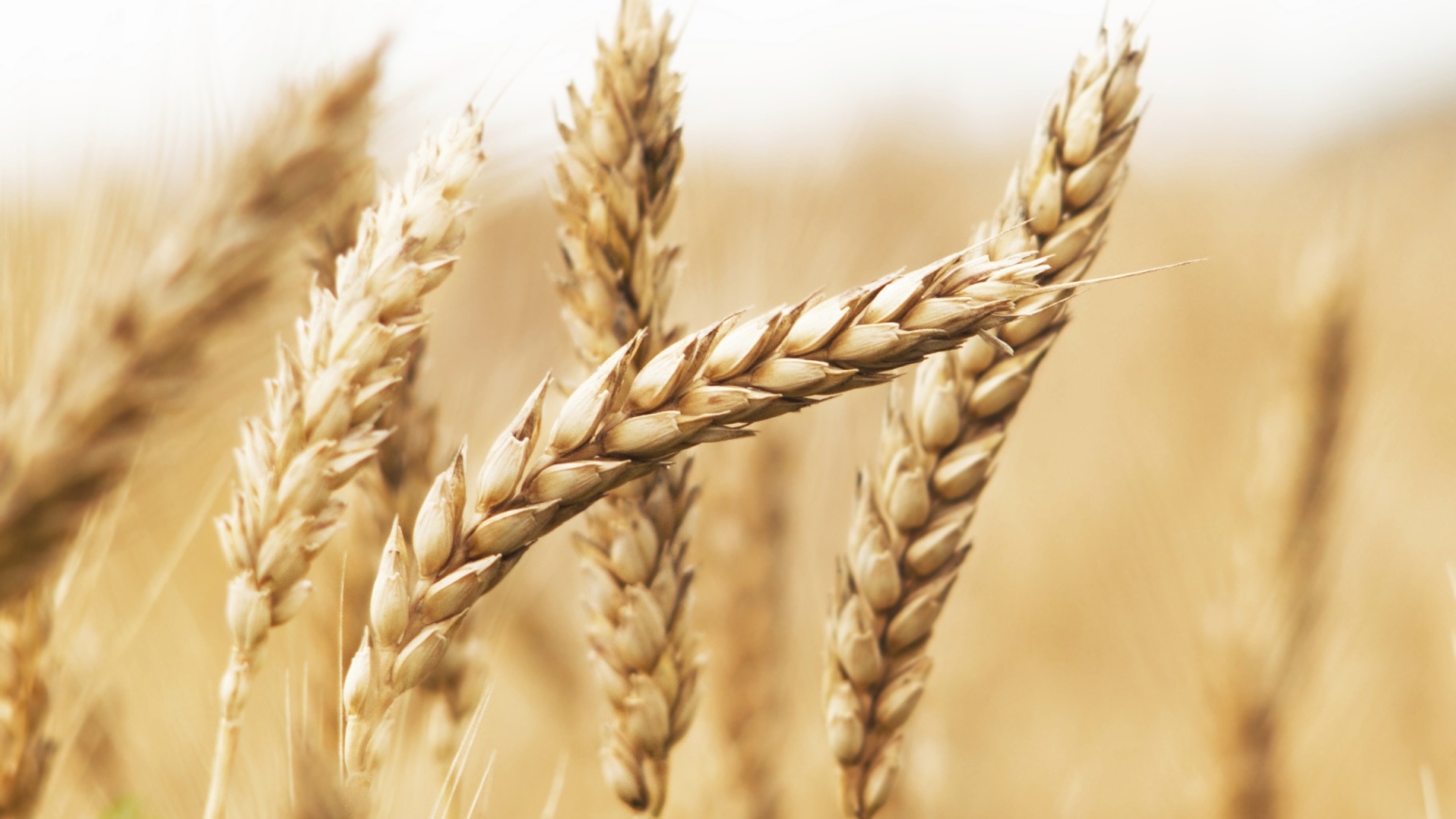 Weizen - BASF Agricultural Solutions Austria