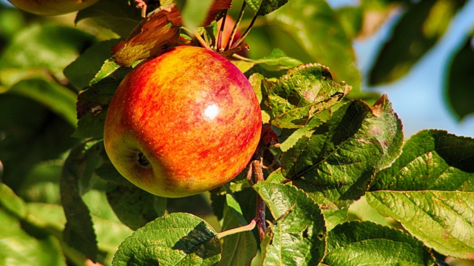 Apfel - BASF Agricultural Solutions Austria