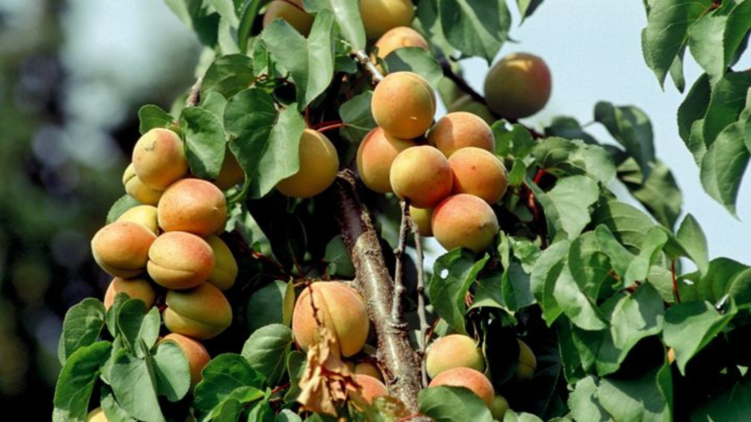 Marille - BASF Agricultural Solutions Austria