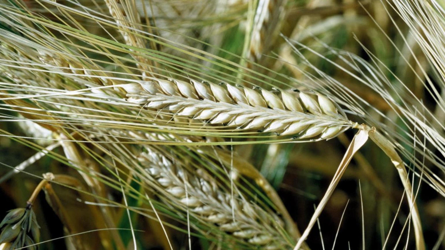 Wintertriticale - BASF Agricultural Solutions Austria