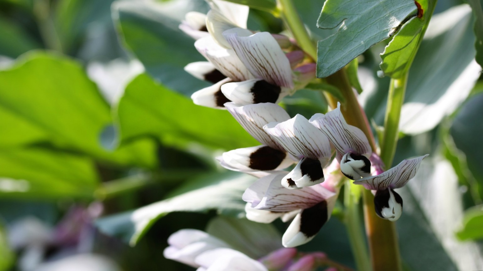 Leguminosen - BASF Agricultural Solutions Austria