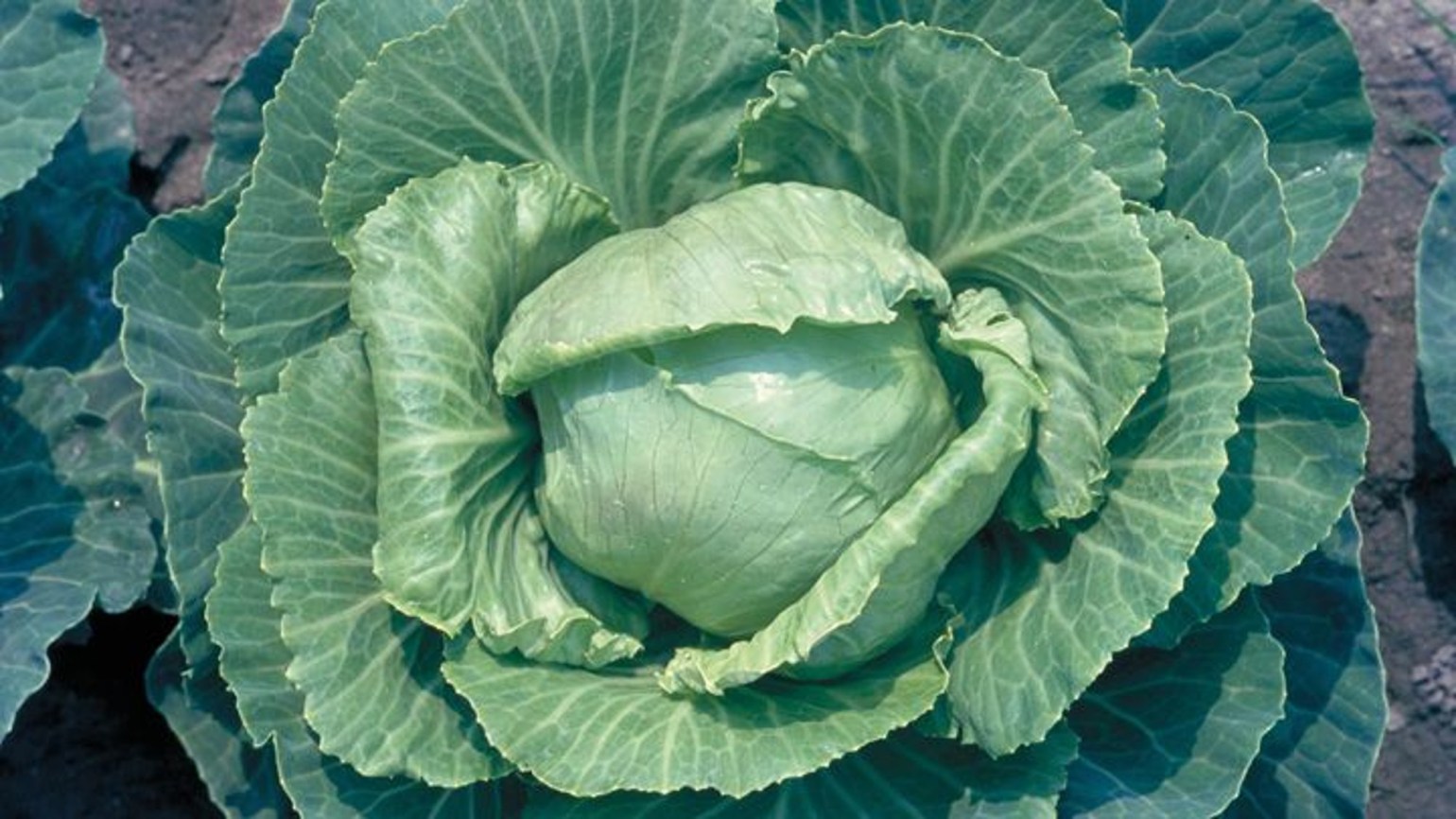Weißkohl - BASF Agricultural Solutions Austria