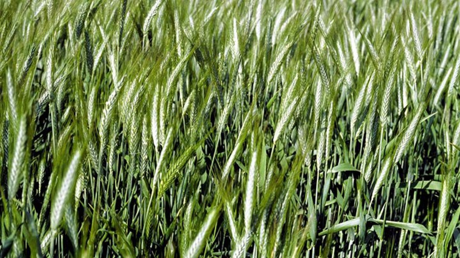 Winterroggen - BASF Agricultural Solutions Austria