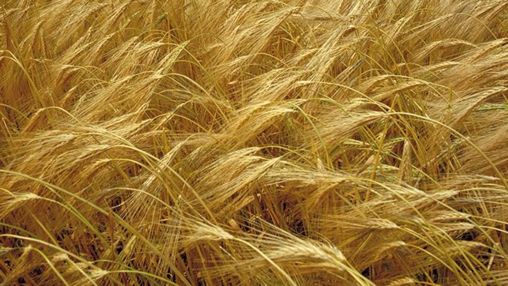 Sommergerste - BASF Agricultural Solutions Austria