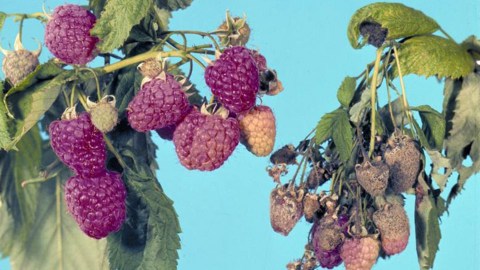 Botrytis cinerea - BASF Agricultural Solutions Österreich